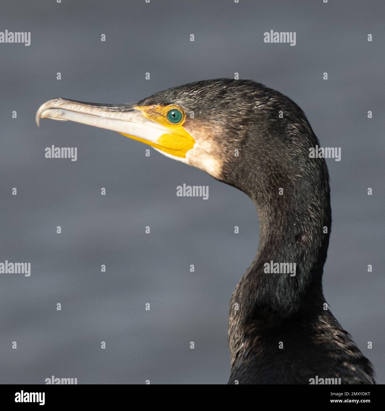 Ckose up of a Common Cormorant showing its yellow markings and green ...