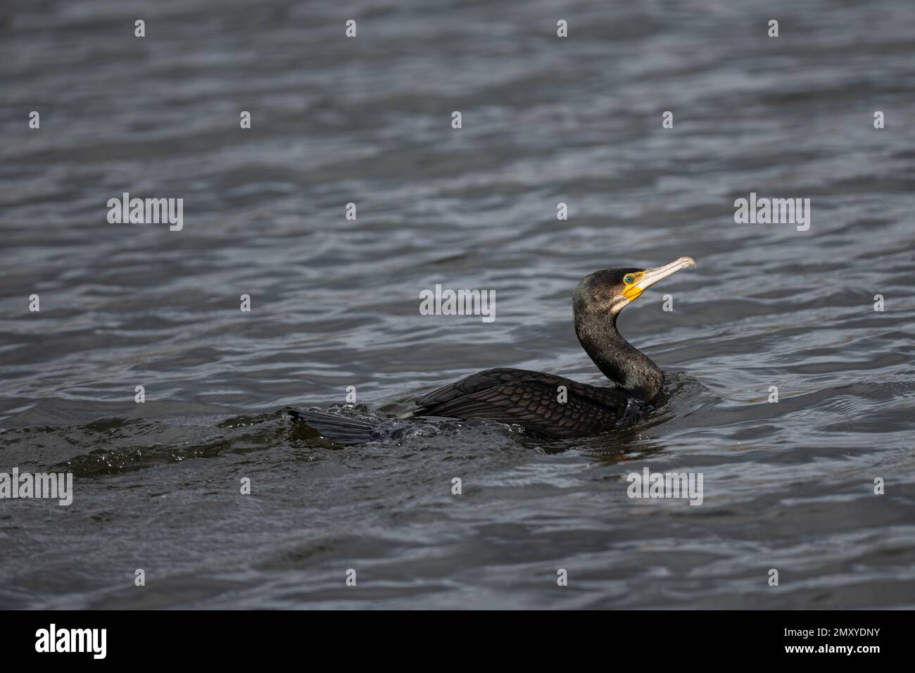 Common Cormorant swinning in the Long Water at Home Park, London Stock ...