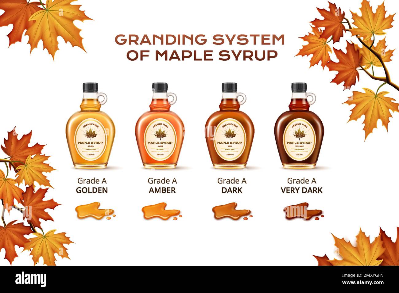 Grading system of maple syrup from golden to very dark realistic composition with autumn leaves ...