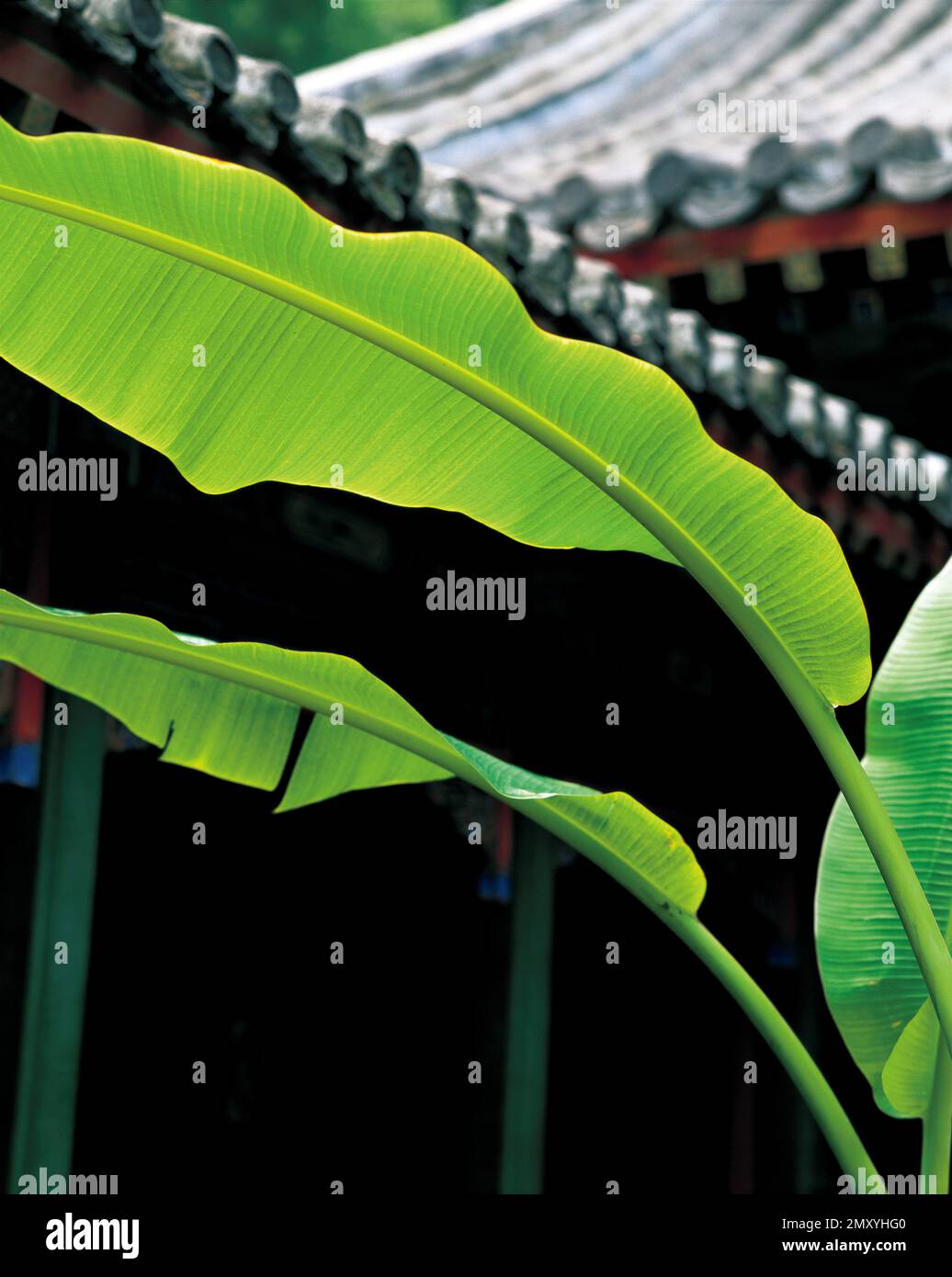 Beijing respectful wang fu garden Stock Photo - Alamy