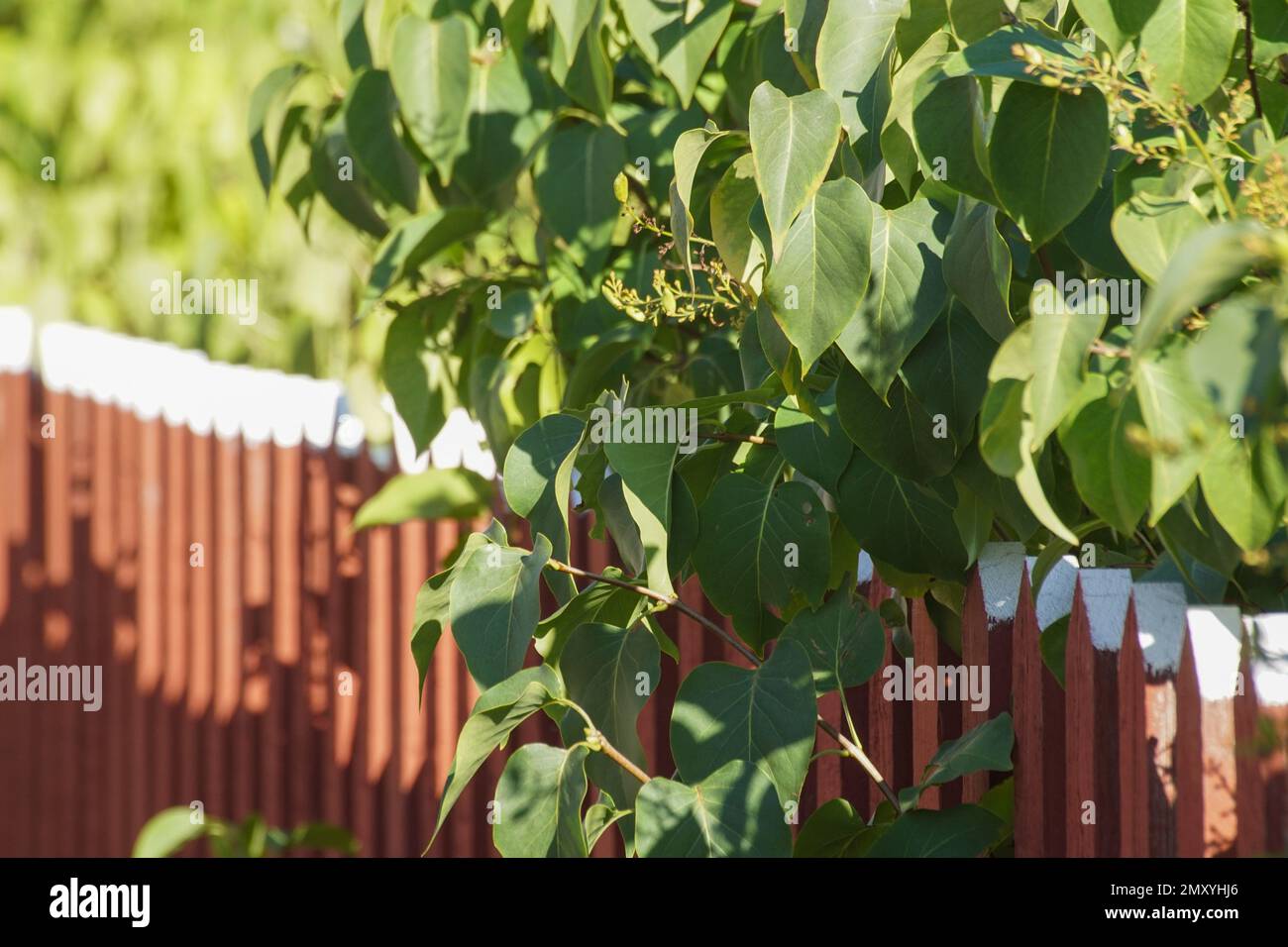 Branch growing over fence hi-res stock photography and images - Alamy
