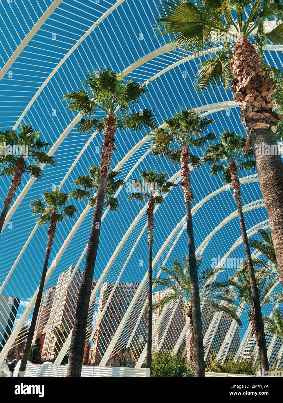 A low angle of palm trees under The Umbracle against a blue sky Stock ...