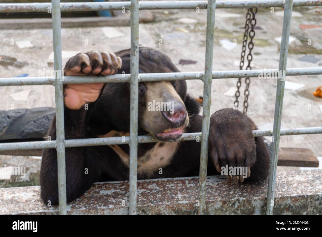 A close-up photo of a sun bear in a cage inside a zoo, highlighting the ...