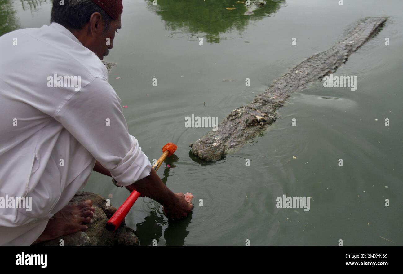 An Ethnic Pakistani Sheedi man feeds an alligator during the alligator ...