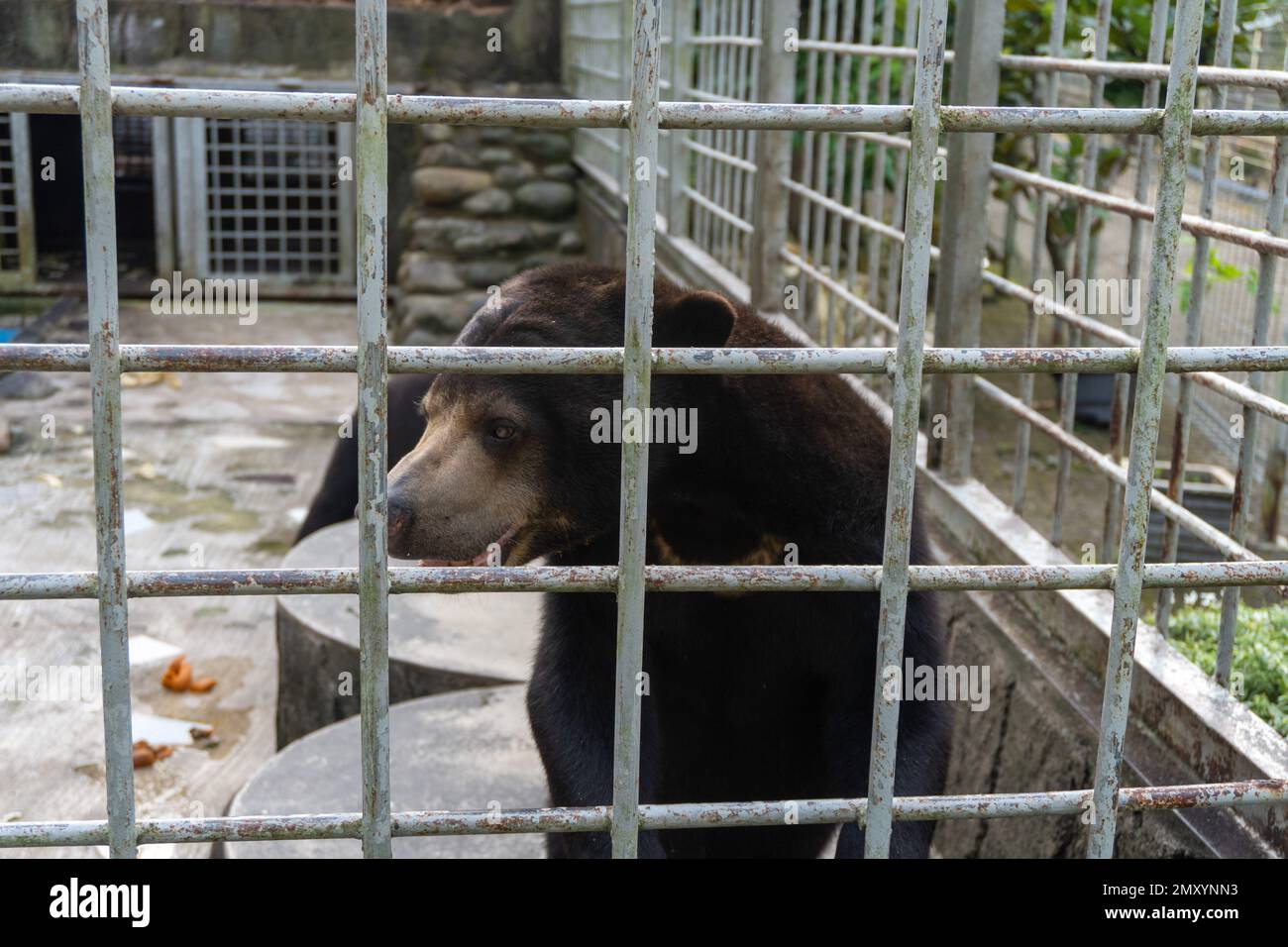 A close-up photo of a sun bear in a cage inside a zoo, highlighting the ...