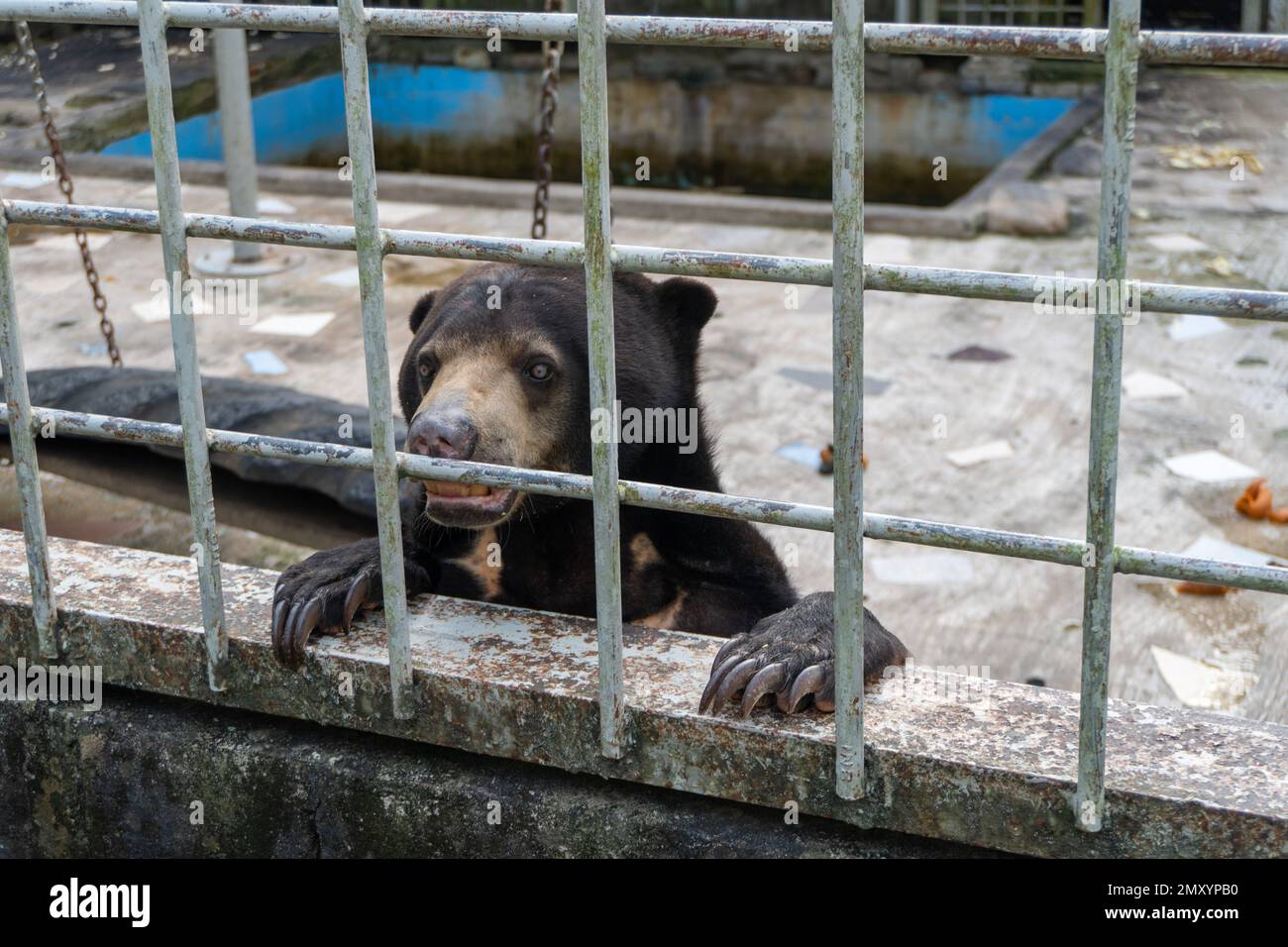 A close-up photo of a sun bear in a cage inside a zoo, highlighting the ...
