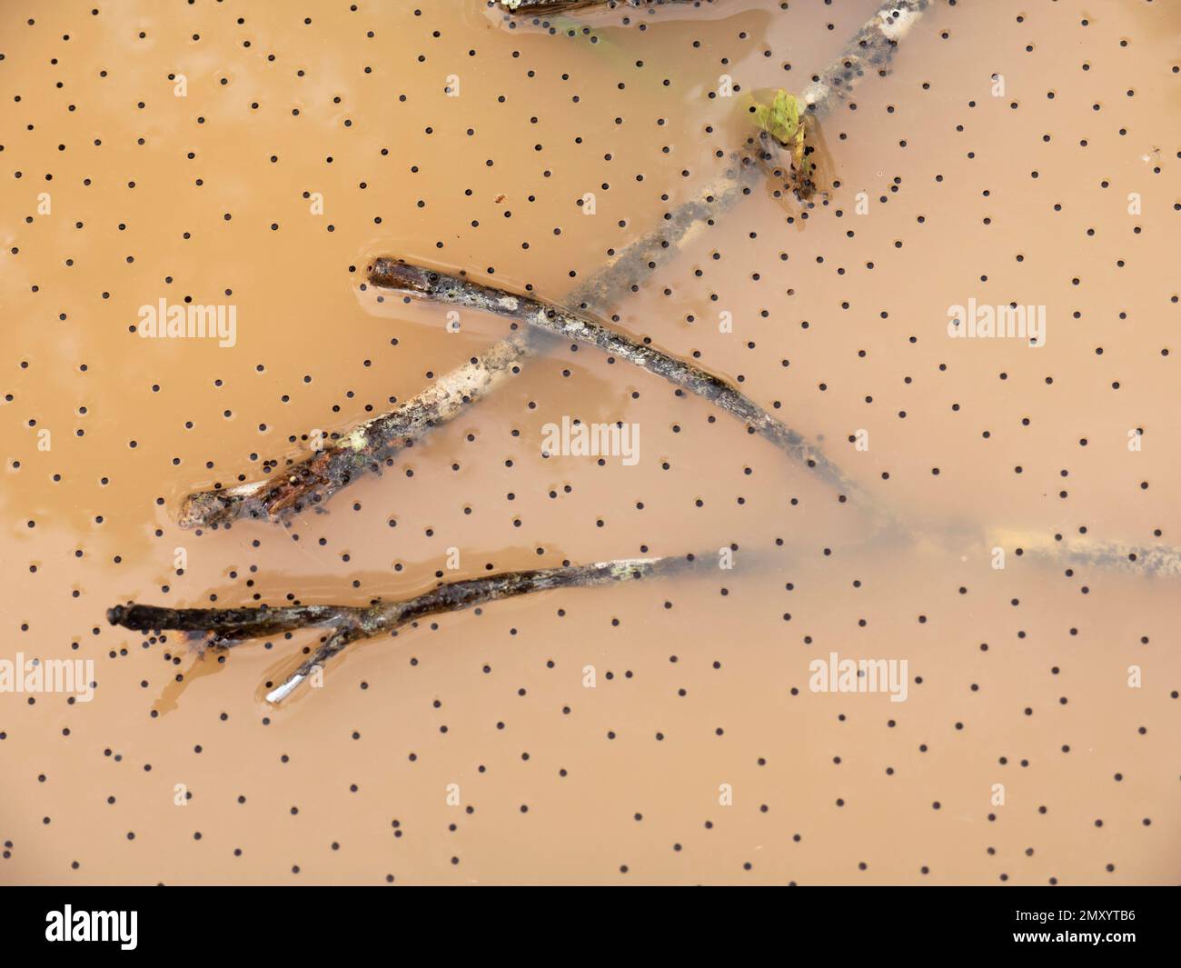 Fresh spawn of the Veined tree frog (Trachycephalus macrotis). Forms a ...