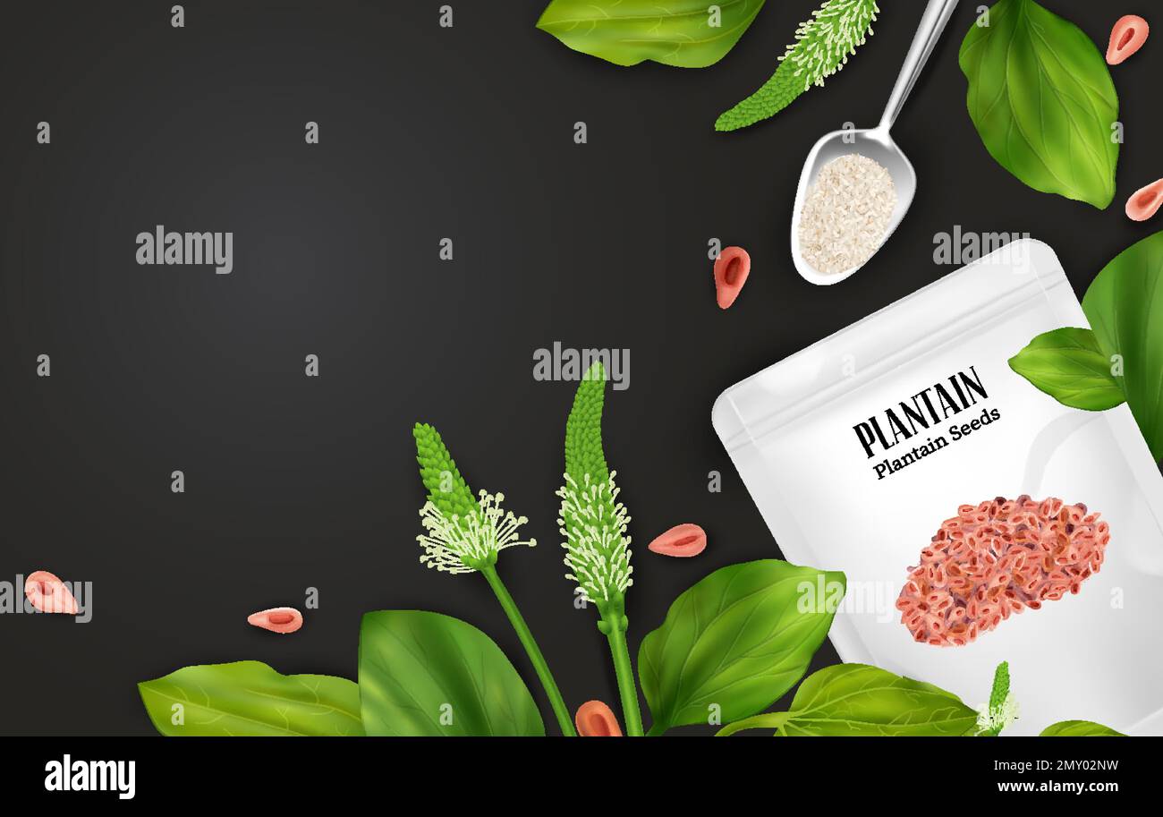 Realistic psyllium plant with plantain flour bag on black board ...