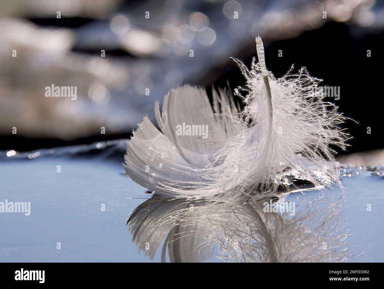 A single white feather floats in the water Stock Photo - Alamy