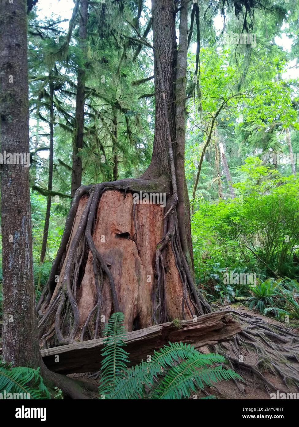 A vertical shot of a big tree stump in the forest with another tree ...