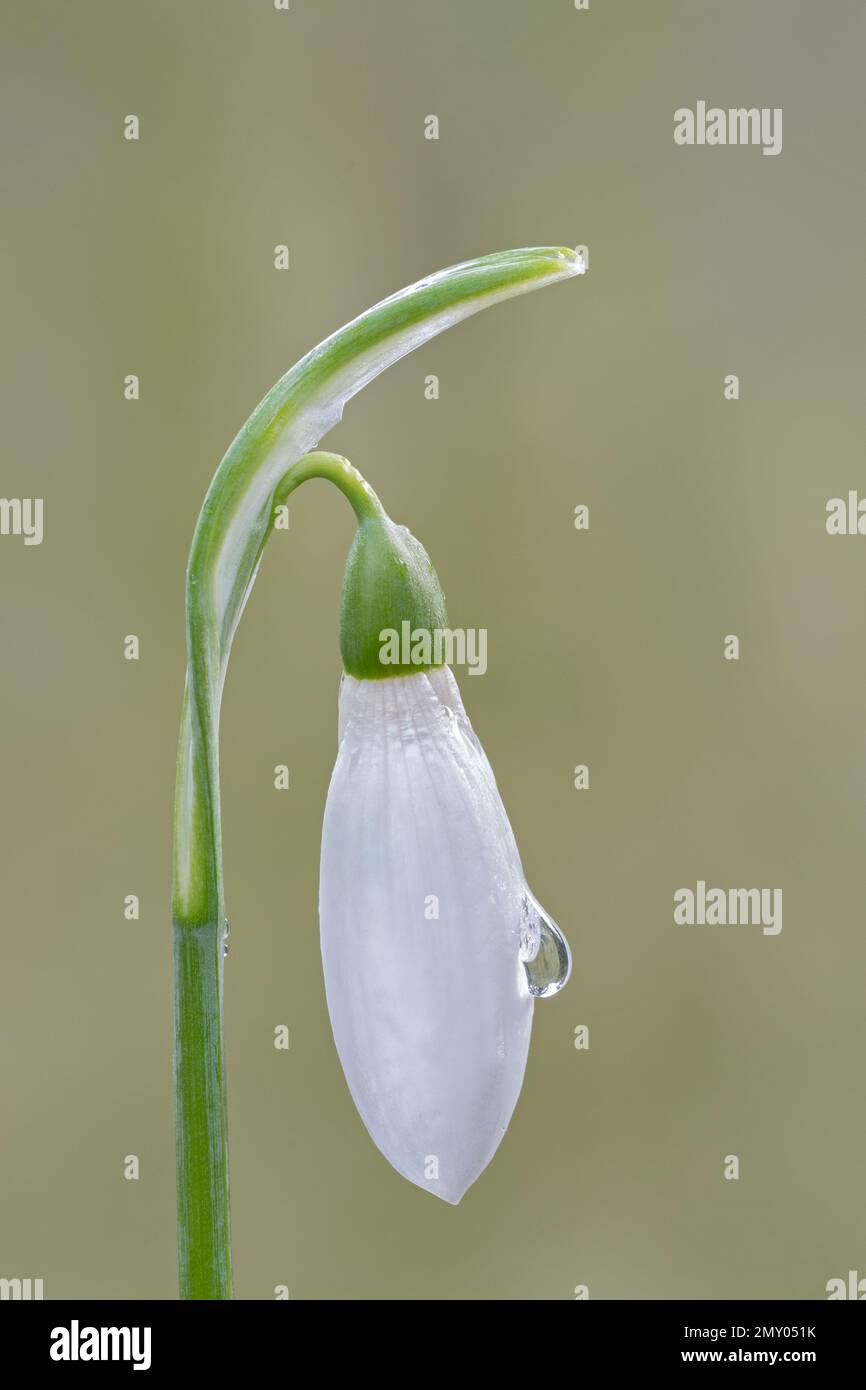 Single snowdrop in Southampton Old Cemetery Stock Photo - Alamy
