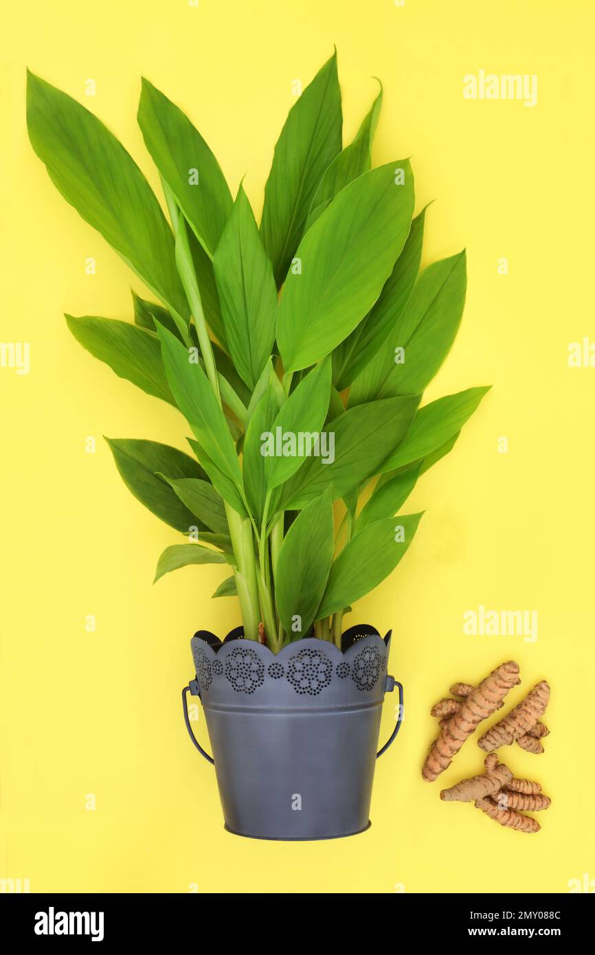 Turmeric plant growing in metal pot with loose roots. Organic nature ...