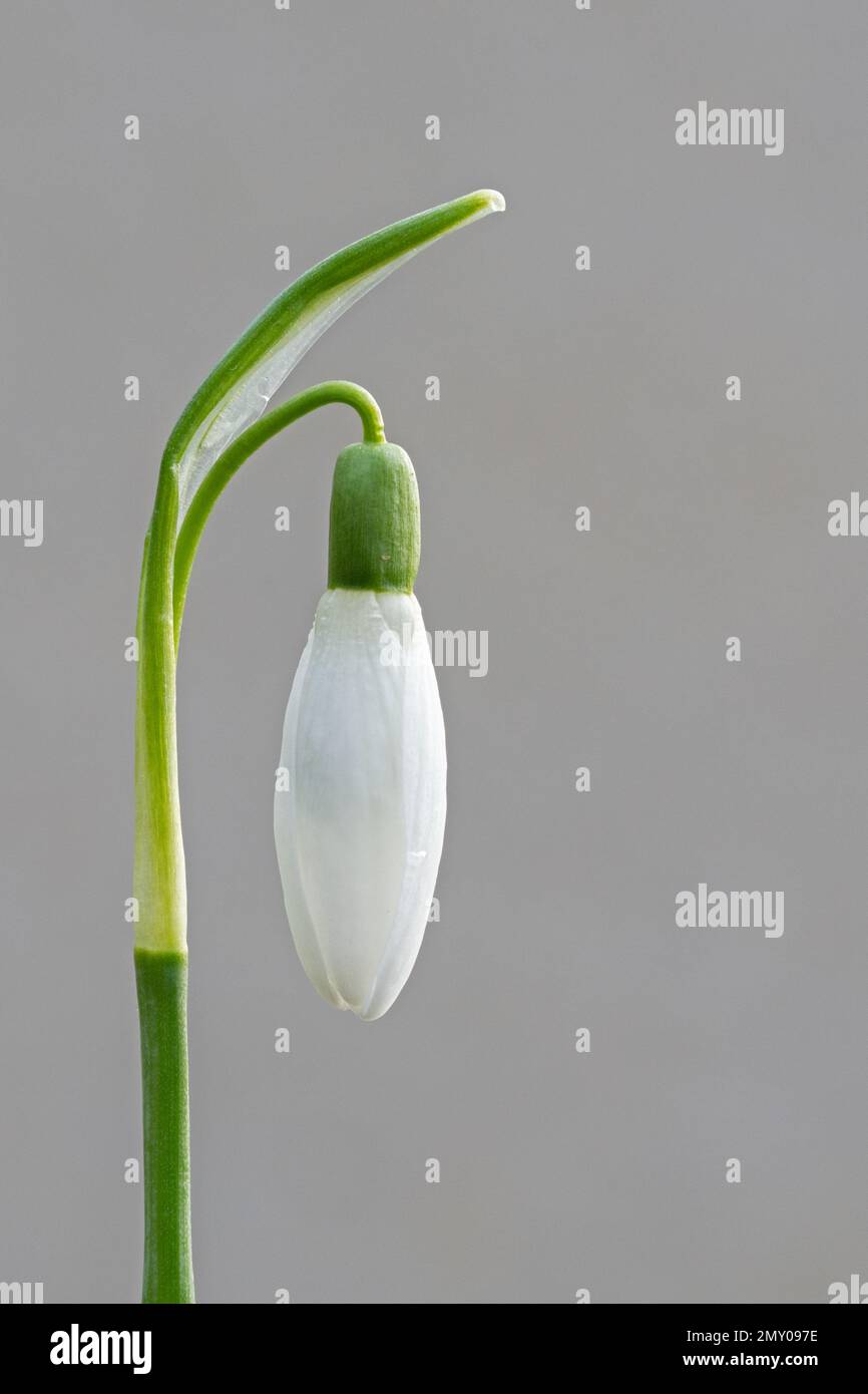 Single snowdrop in Southampton Old Cemetery Stock Photo - Alamy