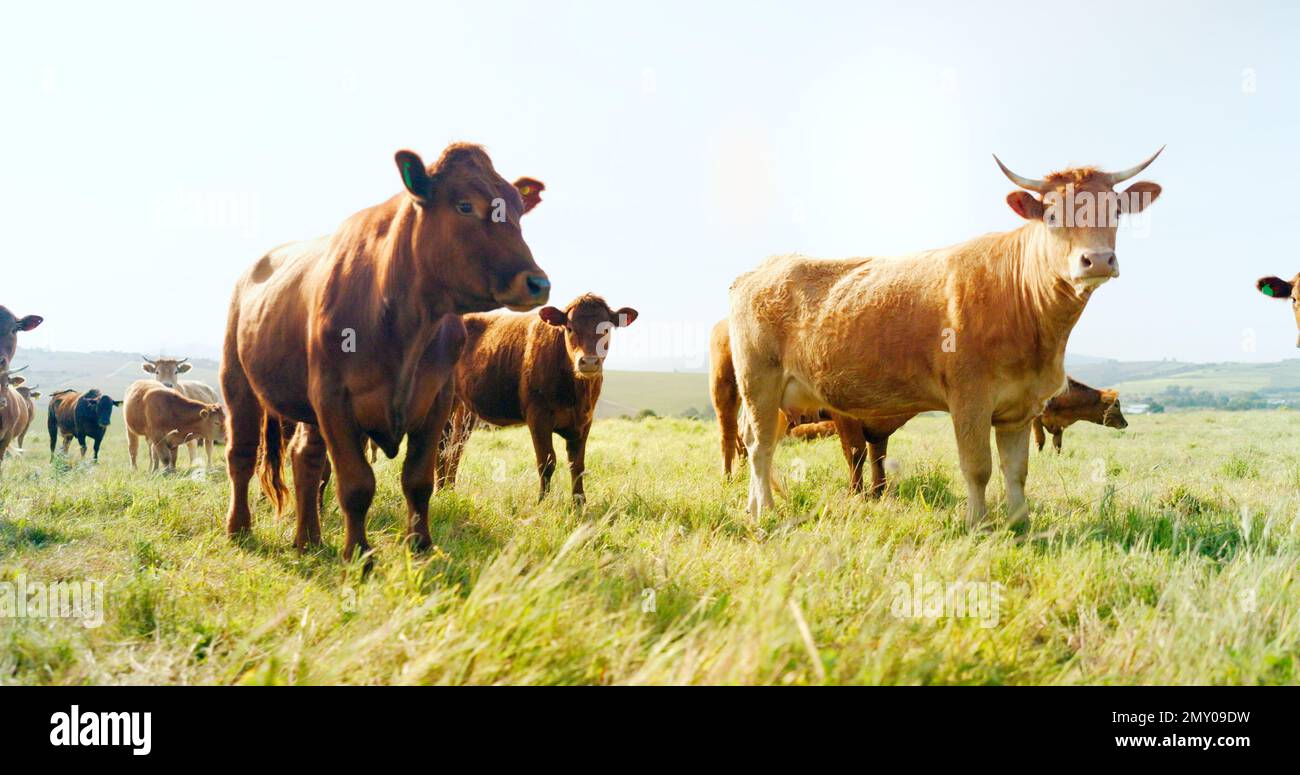 Farm, nature and cow field in countryside with peaceful animals eating ...