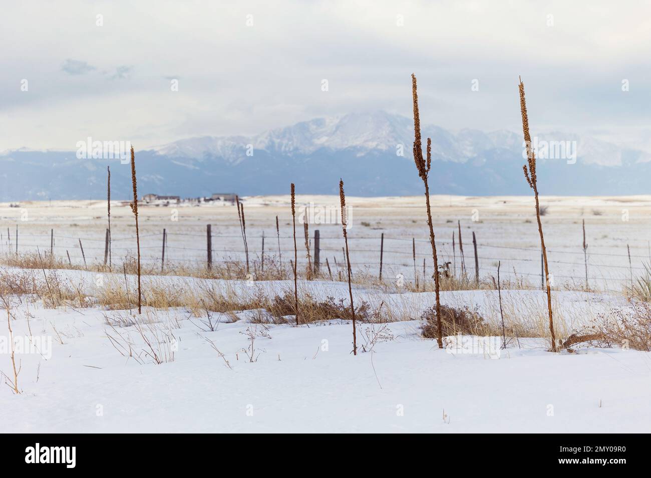 Dried vegetation with Pikes Peak and the Rocky Mountains in the ...
