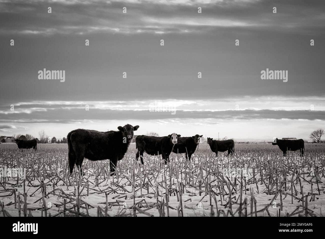Cattle stand in a corn field, covered in snow, near Fort Morgan ...