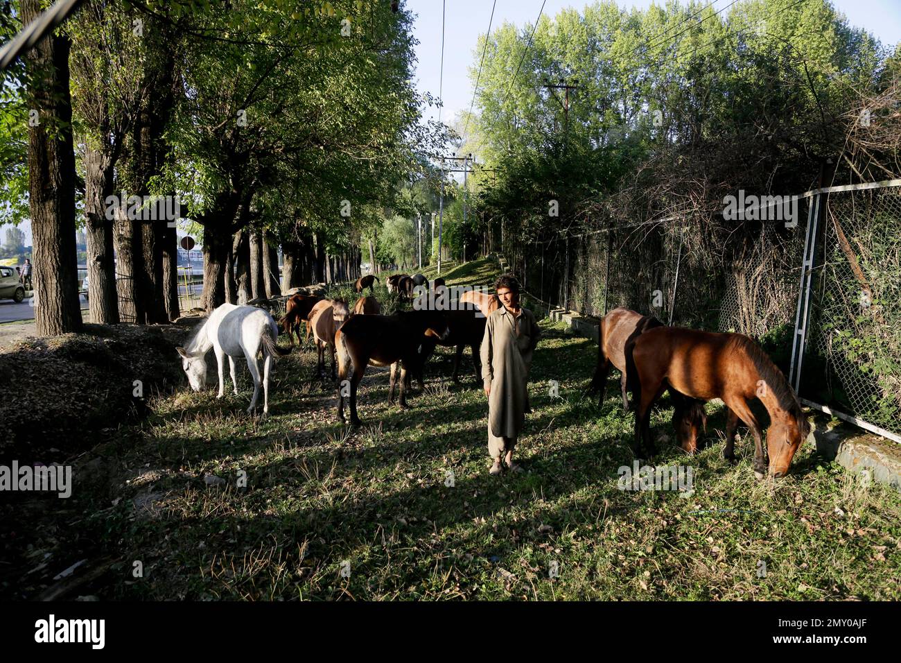A Kashmiri Bakarwal nomad stands by his grazing horses on the outskirts ...