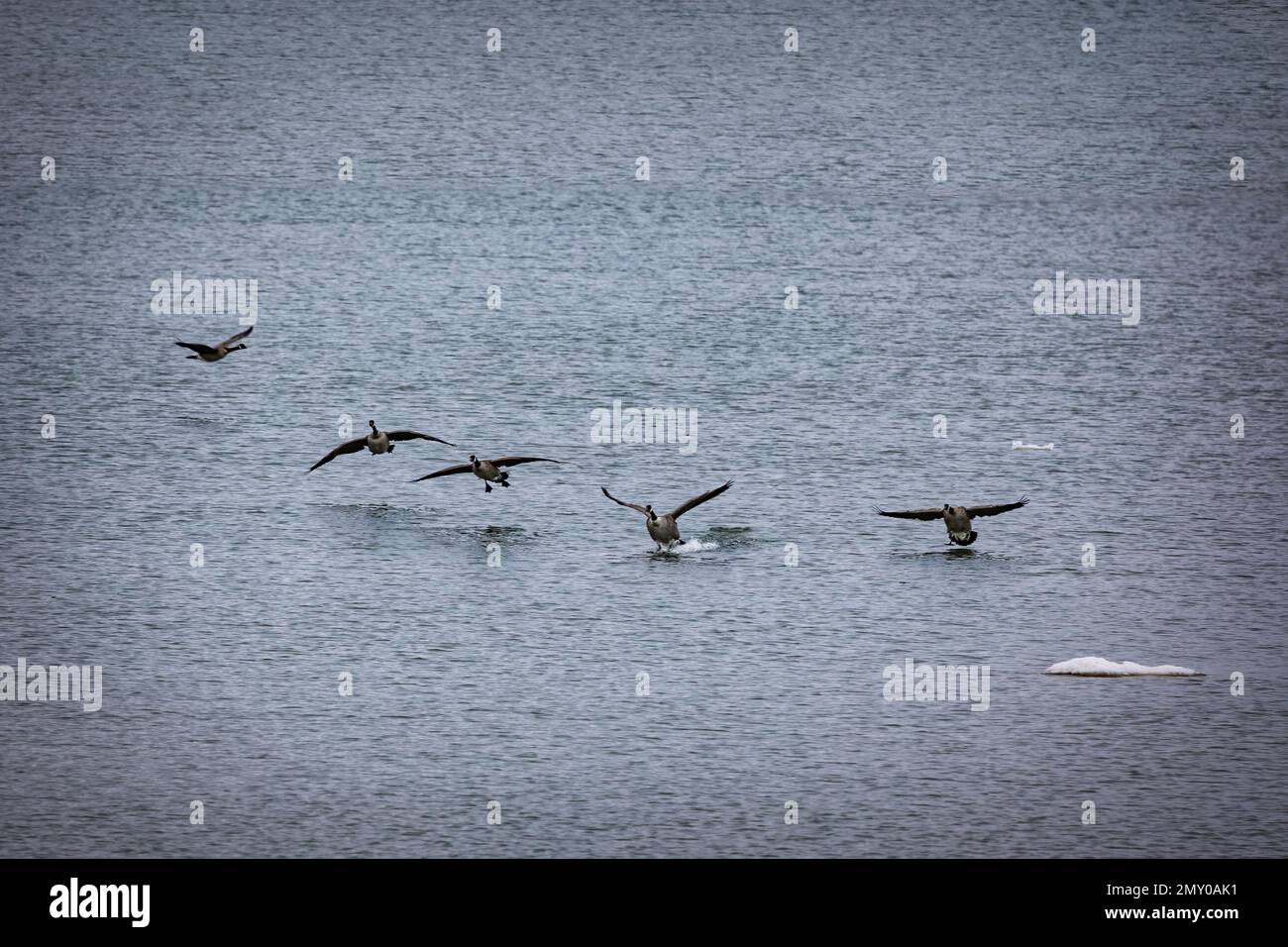 Canadian Geese land in the cold Lake Michigan waters off the coast of ...