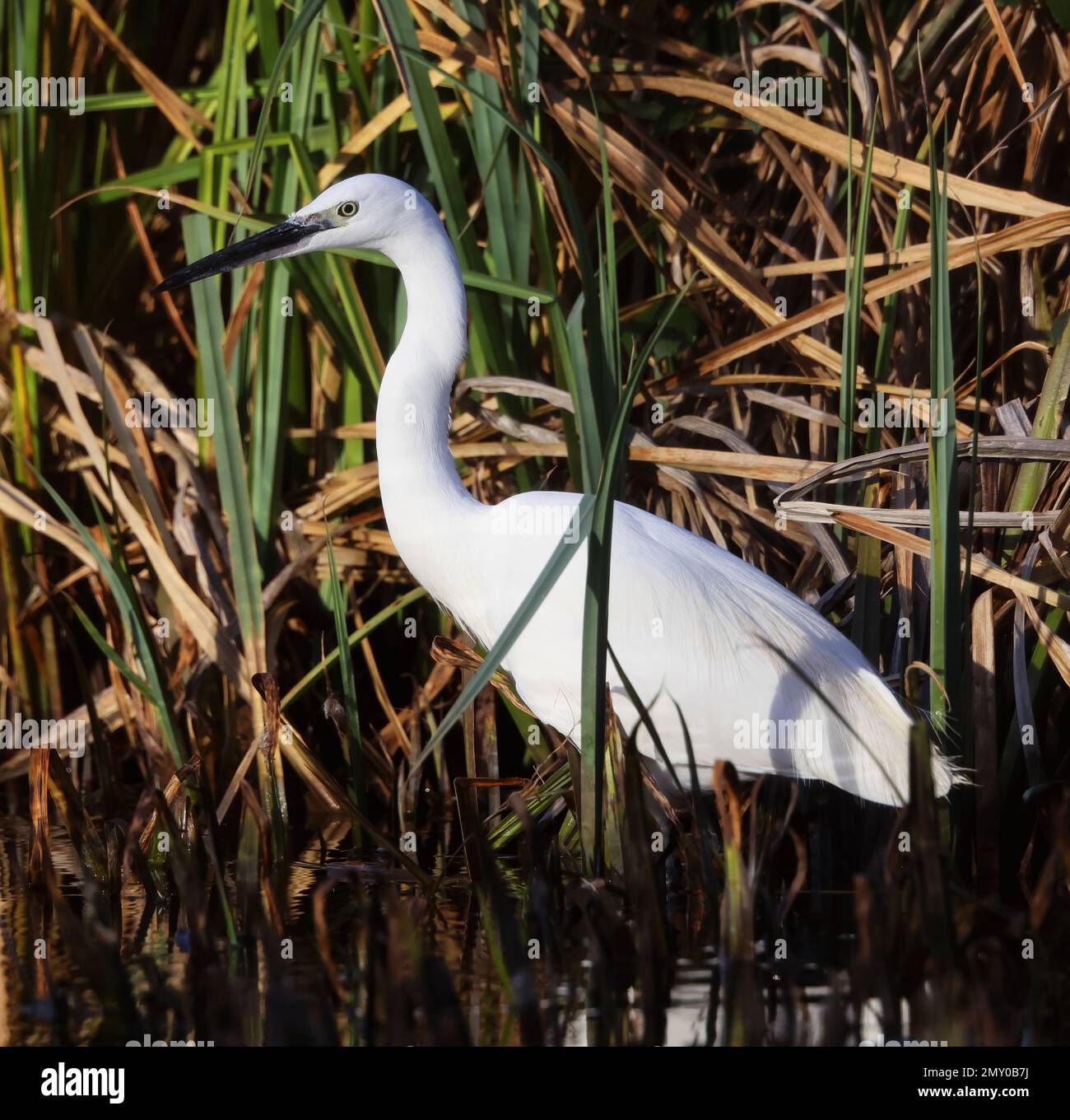 Little egret fishing in a pond hi-res stock photography and images - Alamy