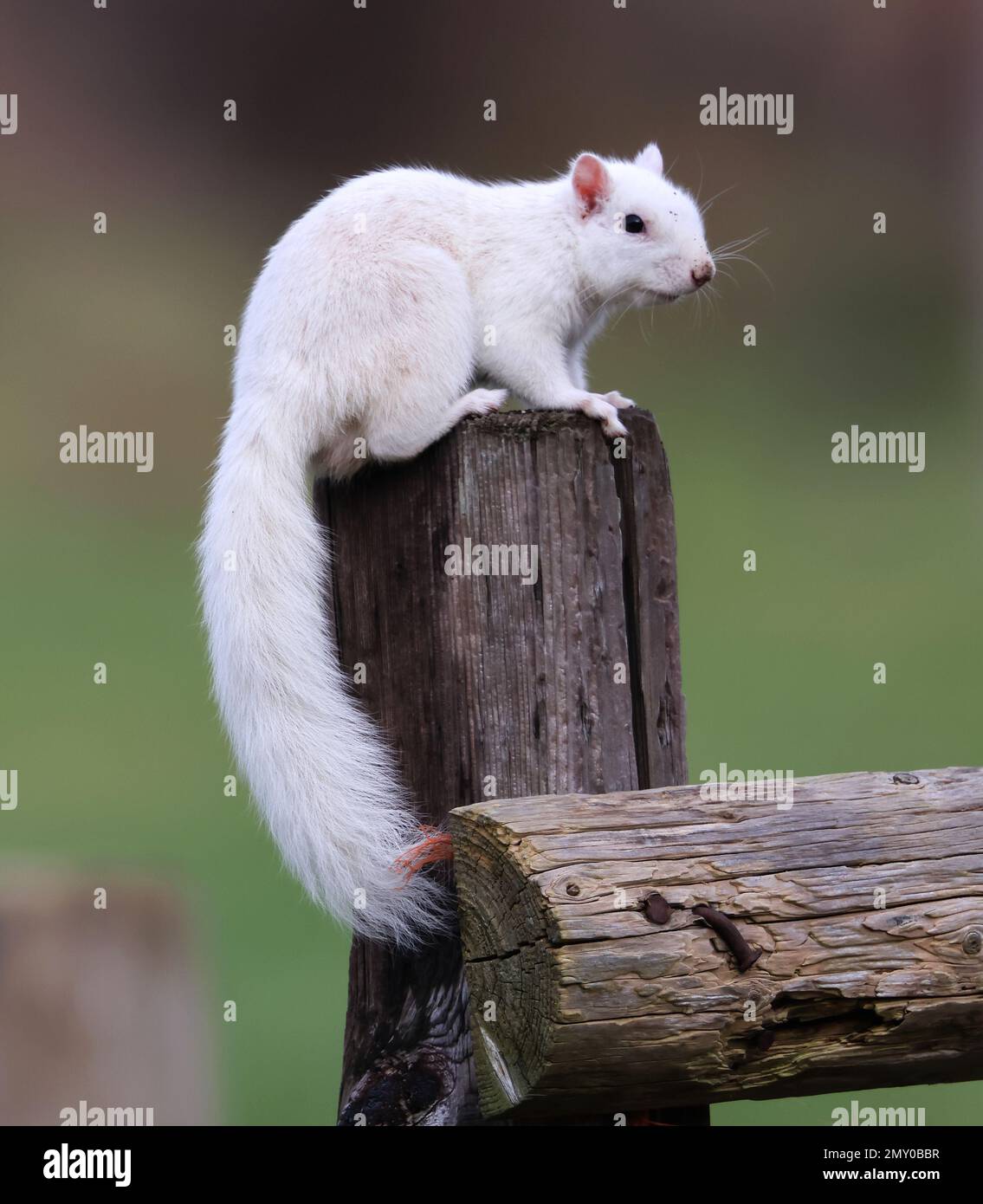 A pure white Grey Squirrel one of few often seen around Winchcombe in ...