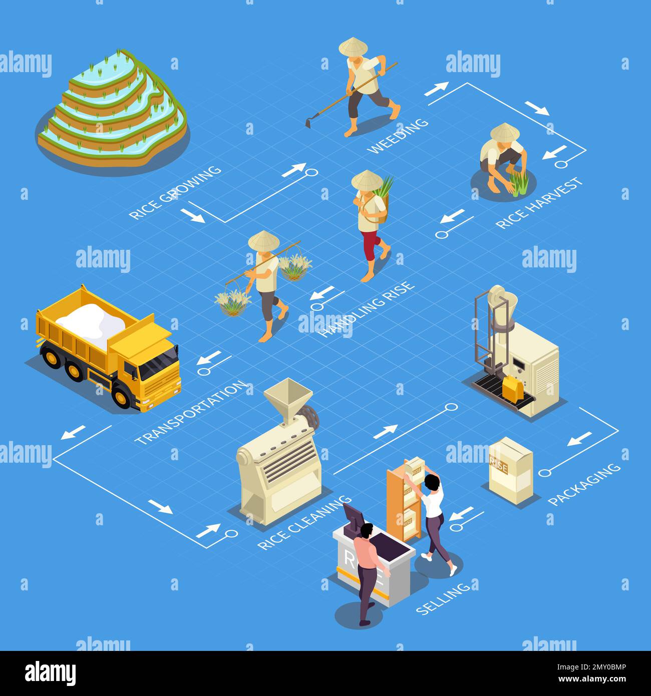 Rice production isometric set with isolated images of growing weeding ...