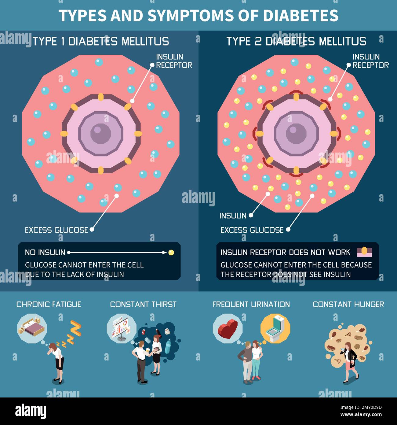 Diabetes isometric infographics with types and symptoms of desease ...