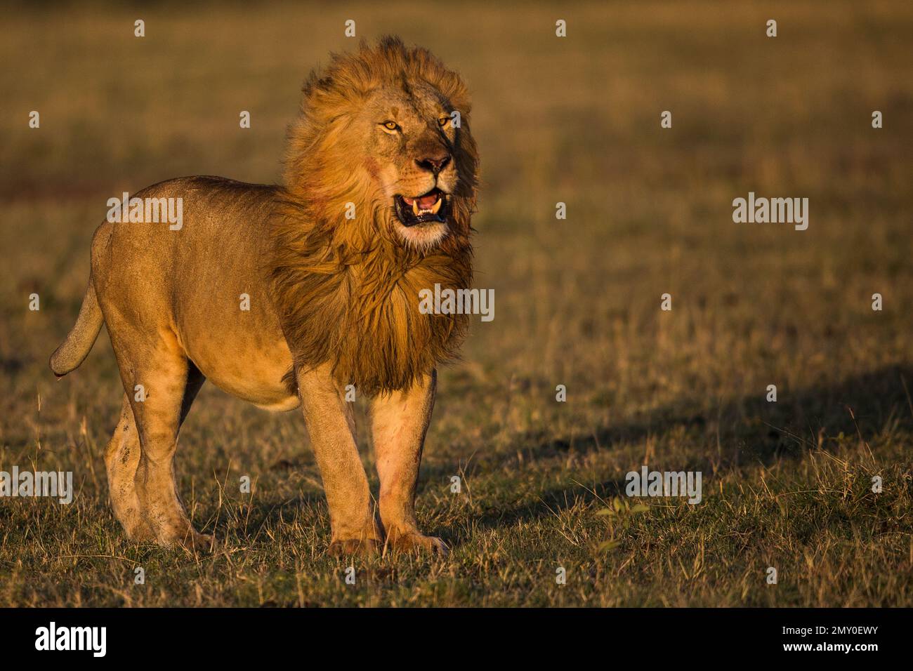 Lion action hi-res stock photography and images - Alamy