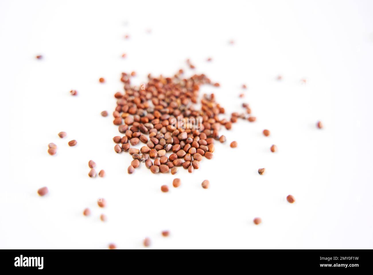 Flat lay microgreen seeds on white background Stock Photo - Alamy
