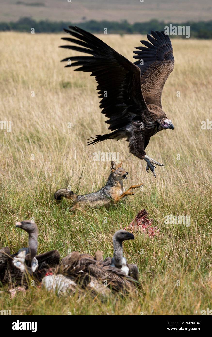 A lone Jackal defends a lion kill from the encroaching vultures ...