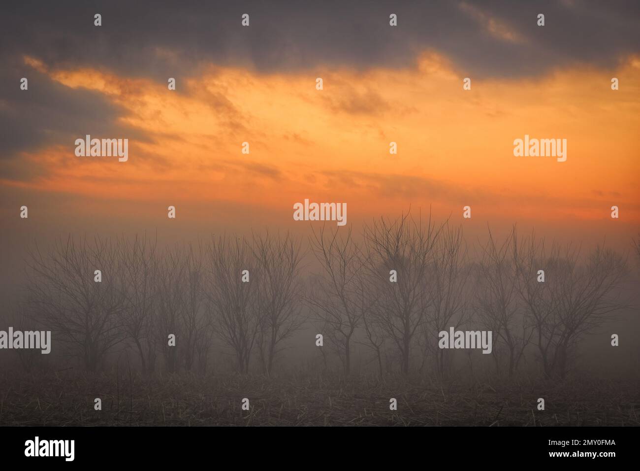 Midwest ground fog on a treelined cornfield near Crescent, Iowa Stock ...