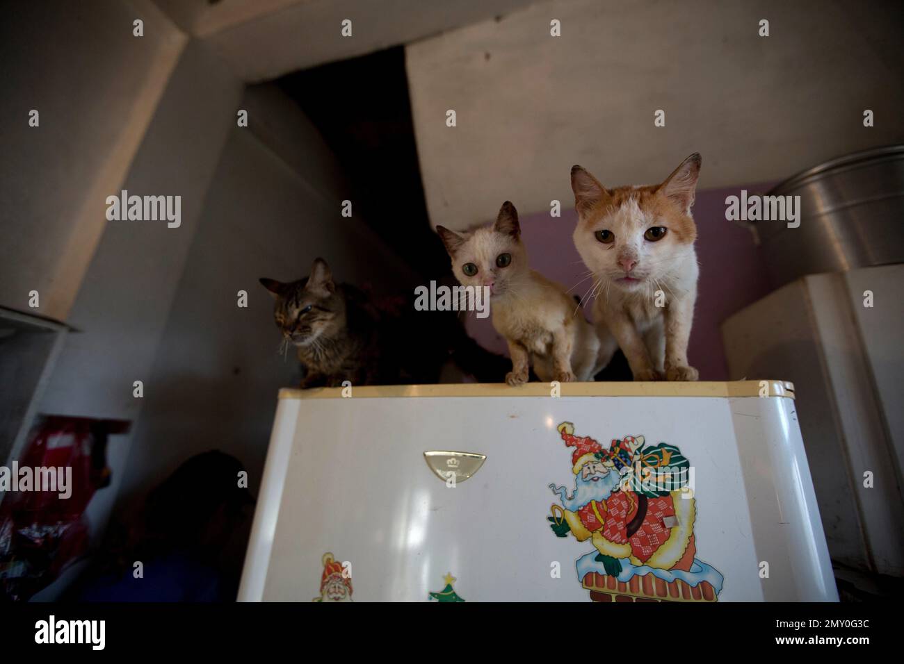 In this July 23, 2016 photo, three rescued cats watch from the top of a ...