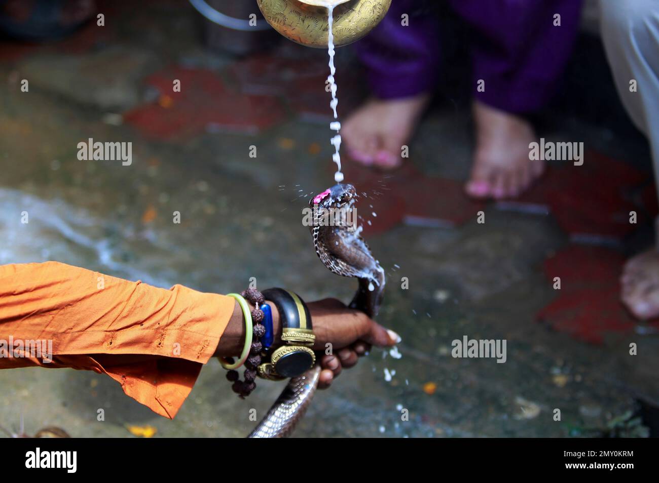 A Hindu devotee bathes a snake with milk during Nag Panchami festival in Jammu, India, Tuesday ...