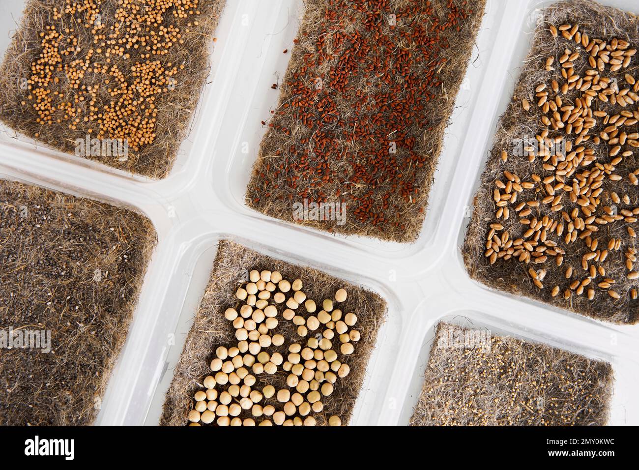 Microgreen seeds sorted in plastic boxes. Home eco greenery Stock Photo ...