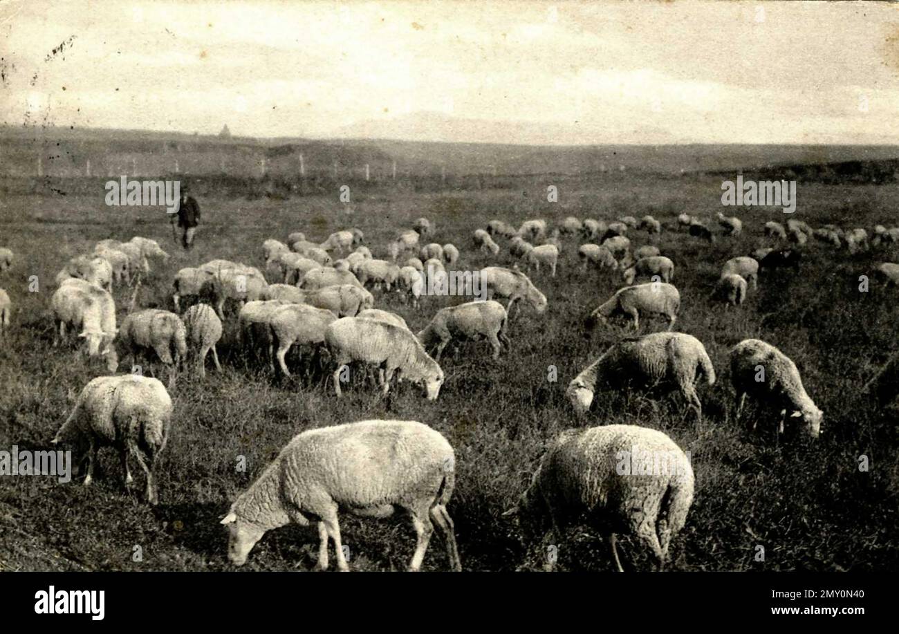 Agricoltura e Allevamento - Pecore e pastore Stock Photo - Alamy