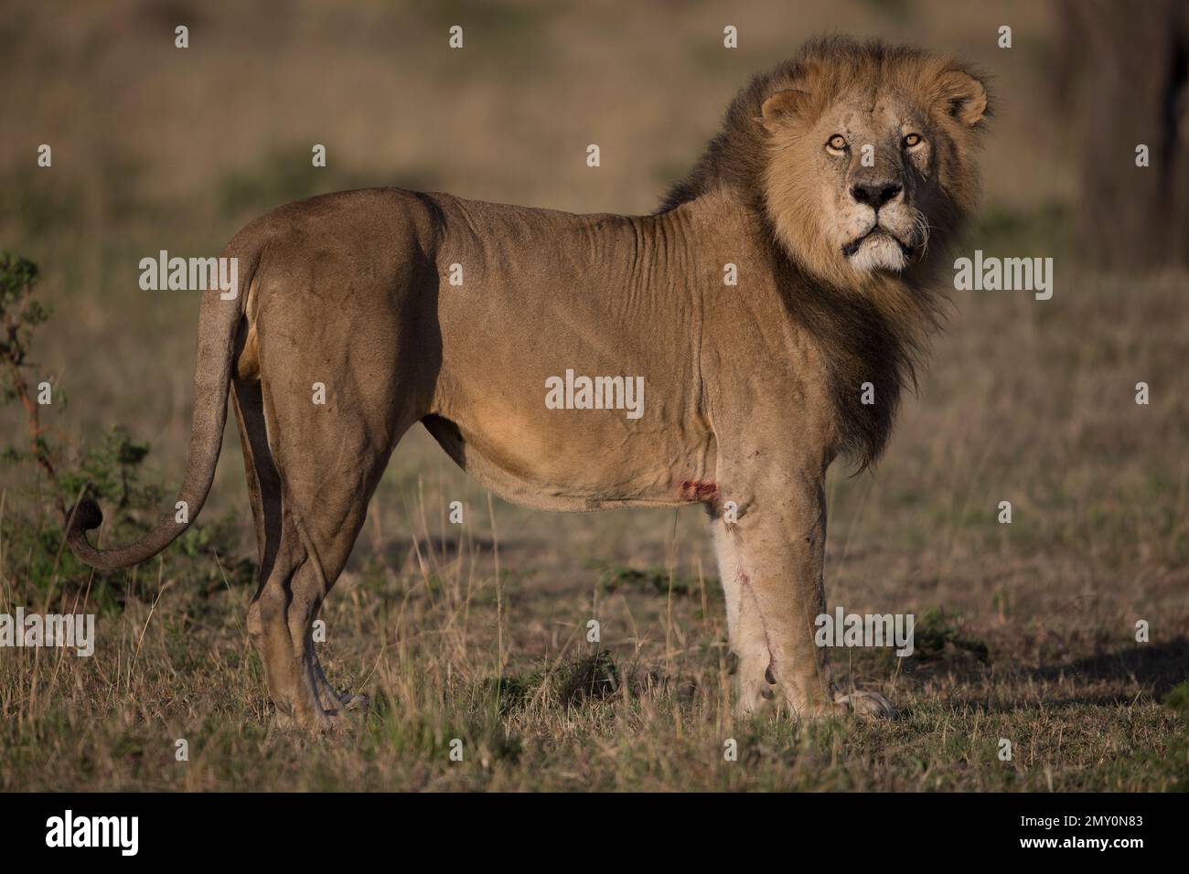 Action shots hi-res stock photography and images - Alamy