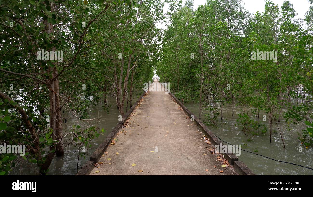 Long Road Concrete Pier With Trees Avicennia Marina From Perspective ...
