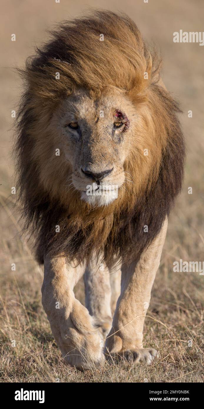 Lion action hi-res stock photography and images - Alamy
