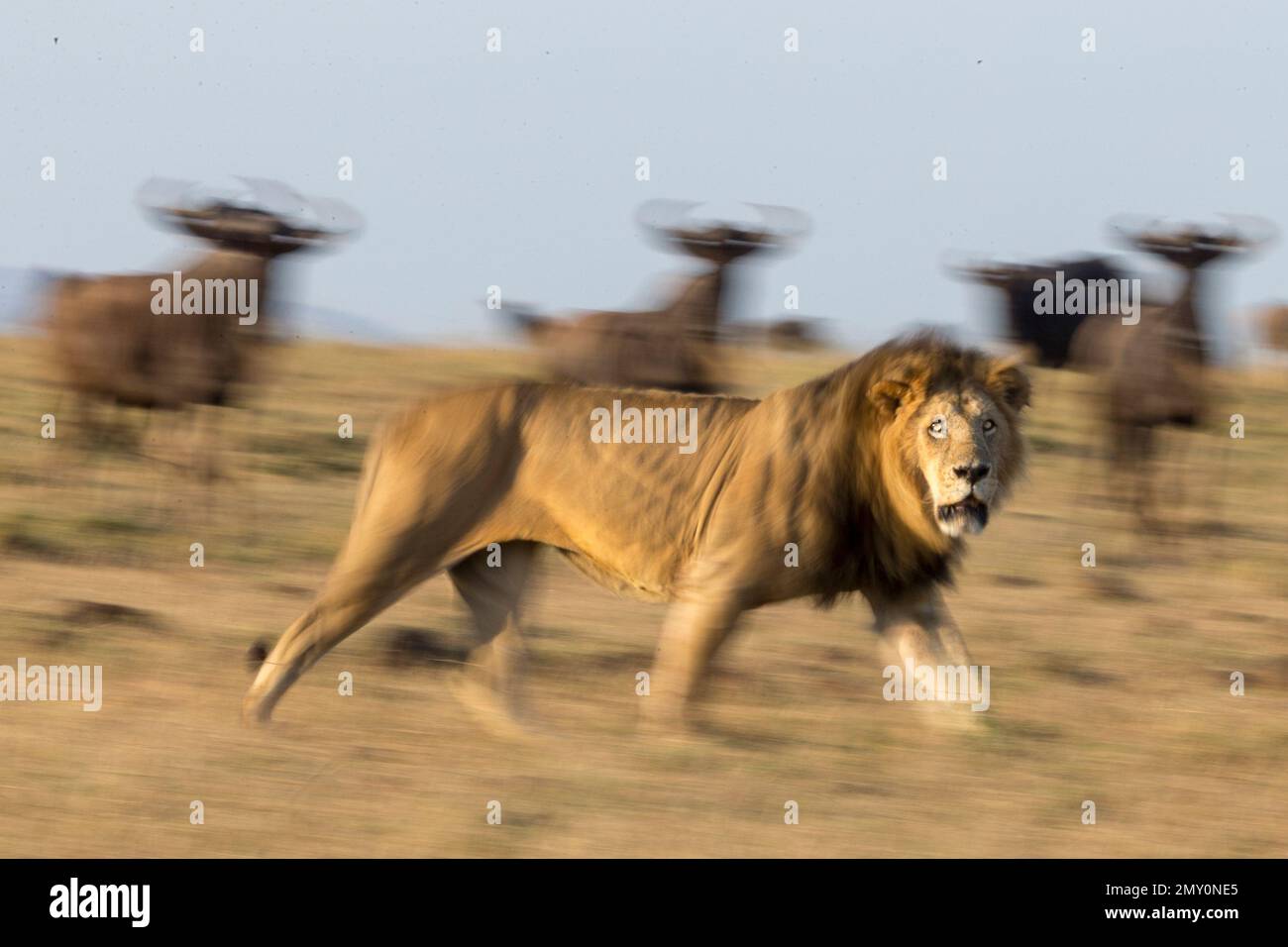 I took this picture of a lion walking through a Wildebeast herd on the ...
