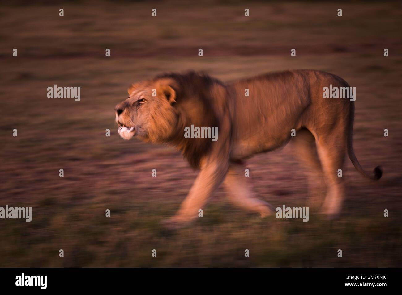 Various Lion action shots Stock Photo - Alamy