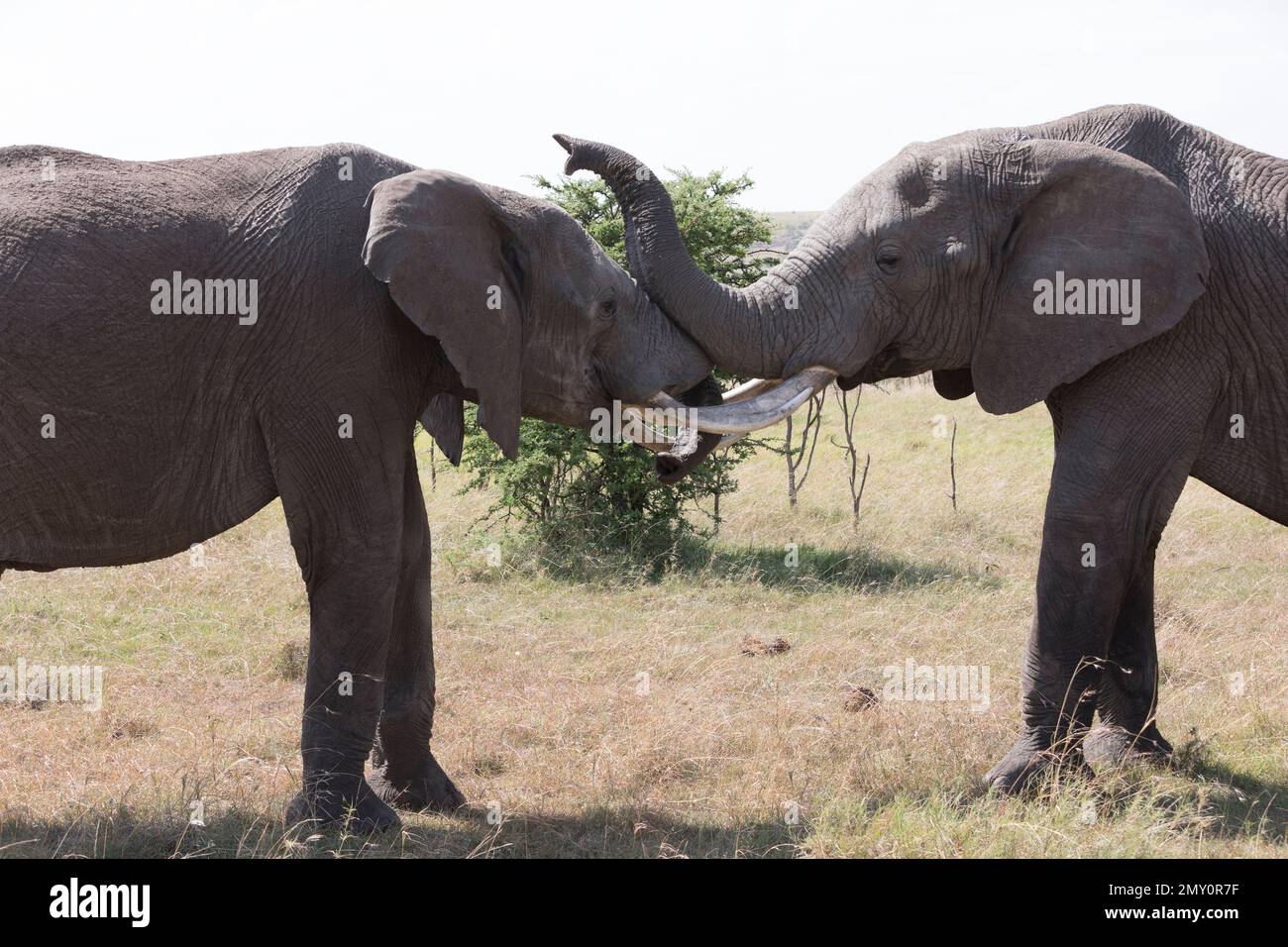 Kicheche safari hi-res stock photography and images - Alamy