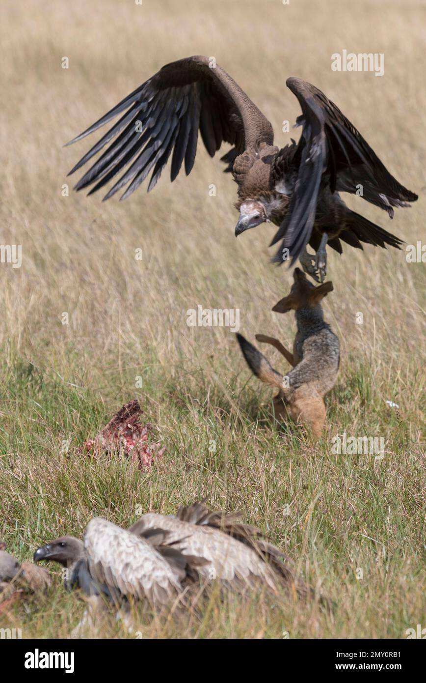 Kicheche hi-res stock photography and images - Alamy