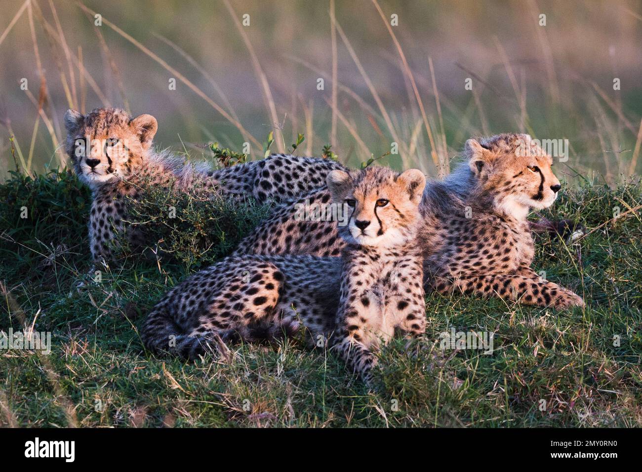 Kicheche hi-res stock photography and images - Alamy