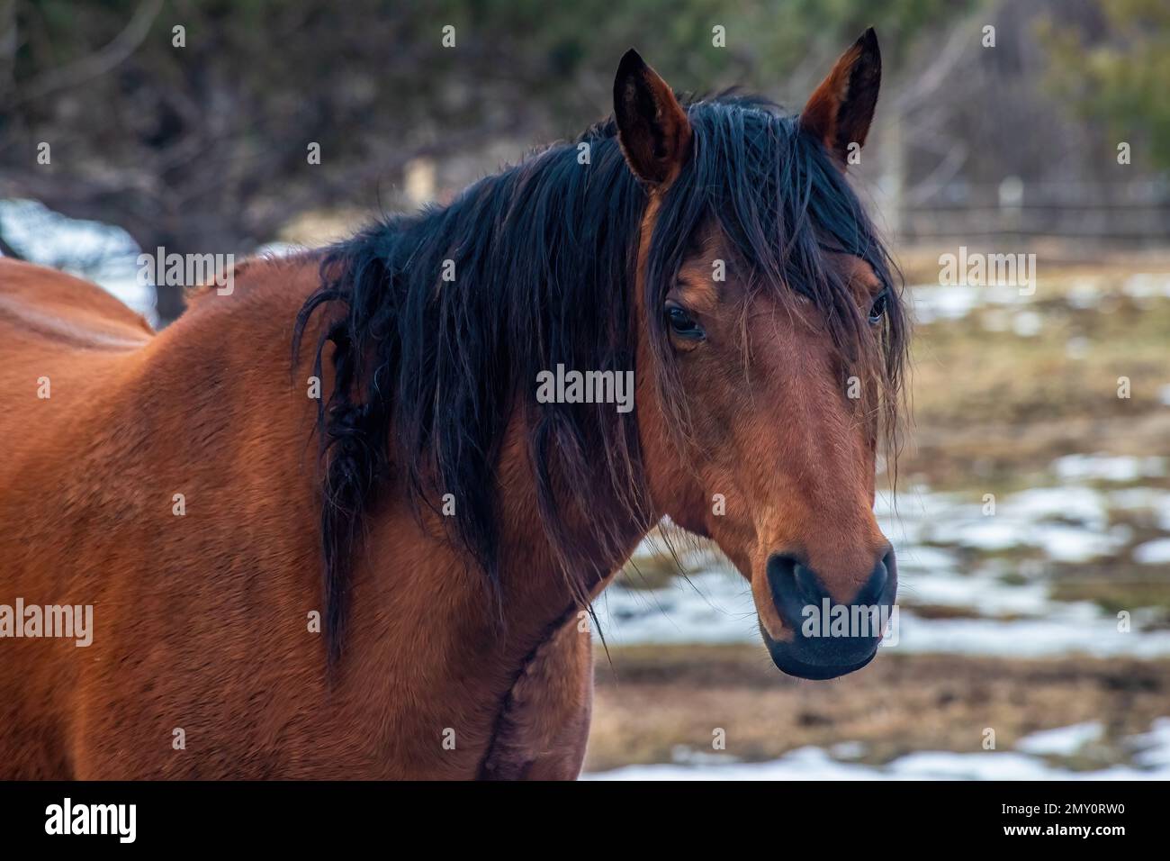 Beautiful horse with a black mane on a winter day in St. Croix Falls ...