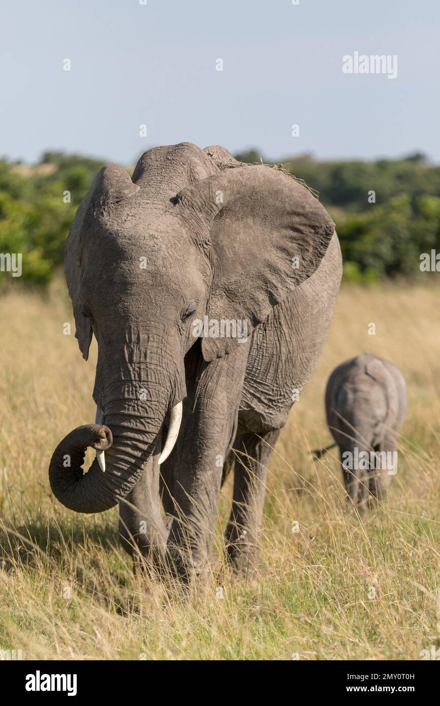 Wildlife scenes hi-res stock photography and images - Alamy