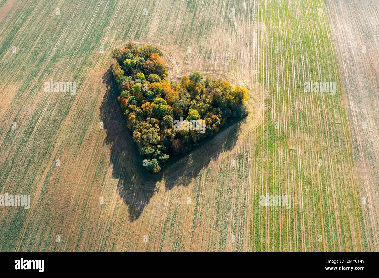 Heart of a nature, aerial view of autumn heart shaped forest amongst ...