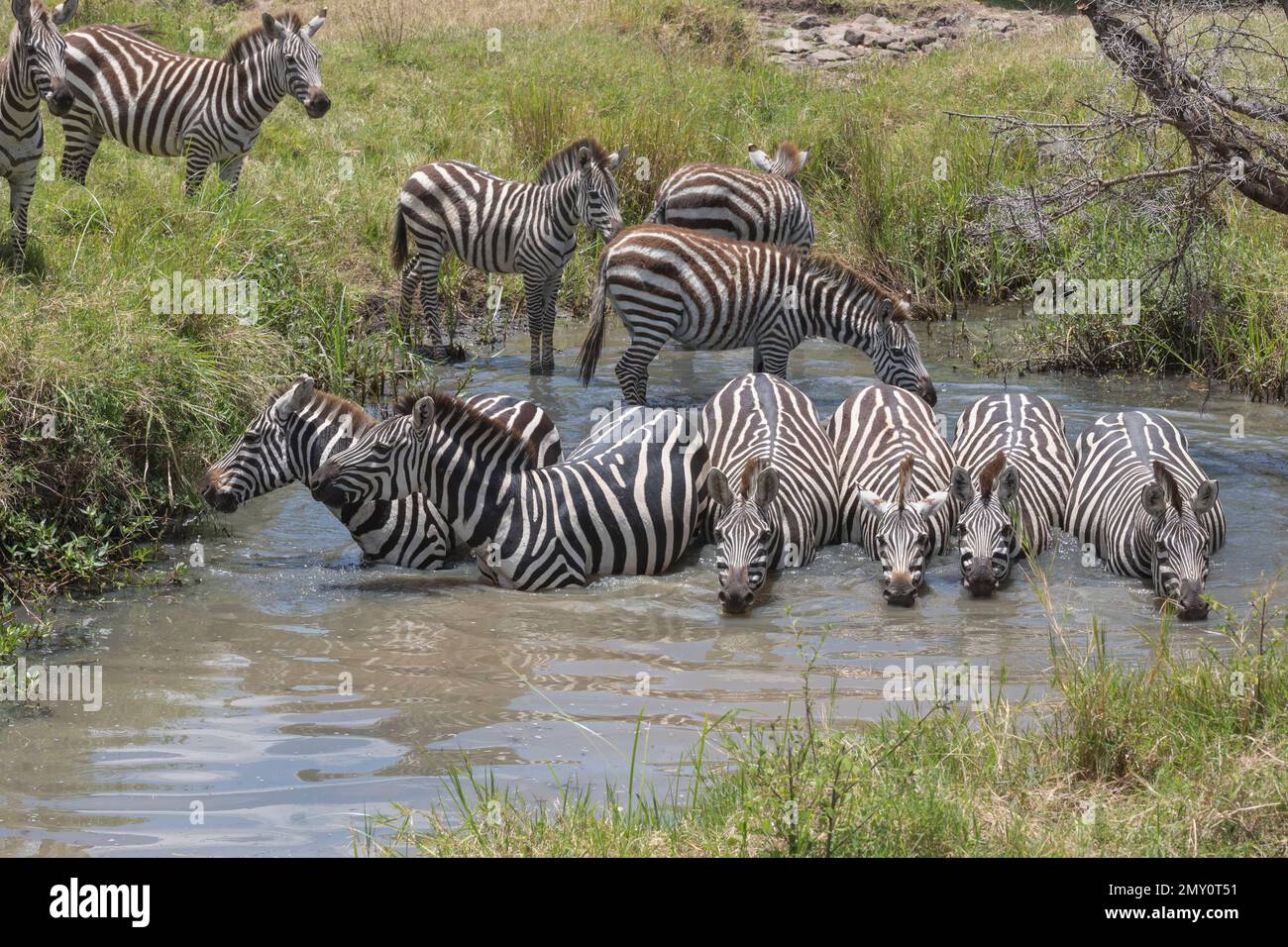 Various Wildlife Scenes Stock Photo - Alamy