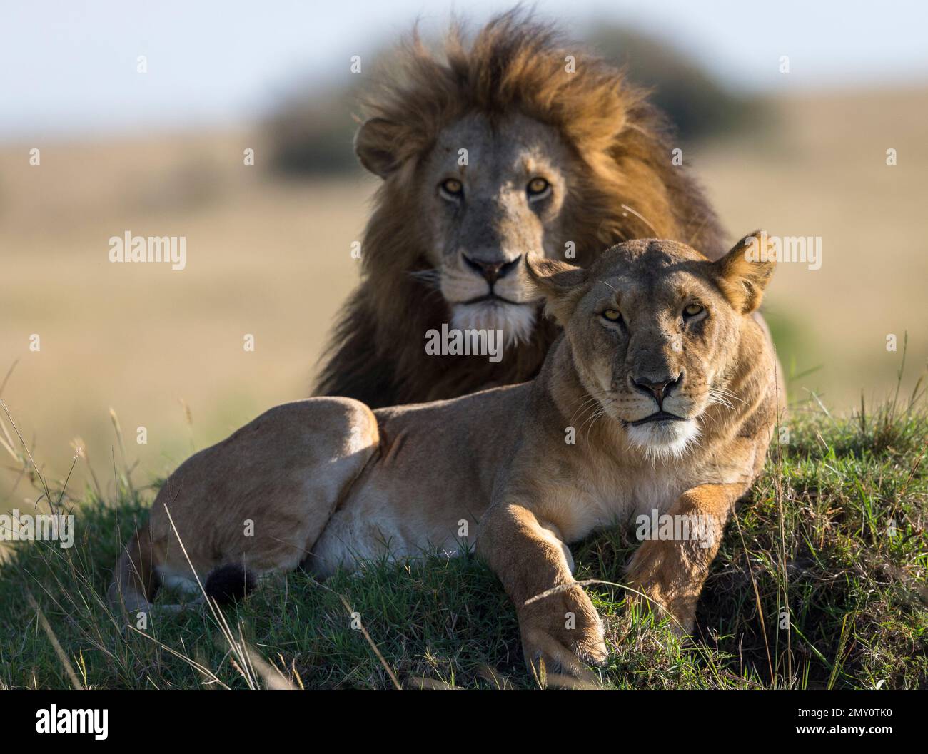 Various Wildlife Scenes Stock Photo - Alamy