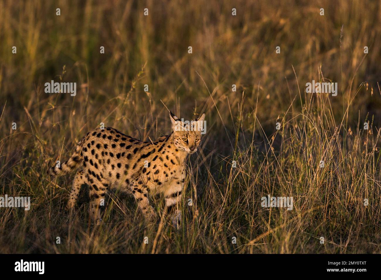 Wildlife scenes hi-res stock photography and images - Alamy