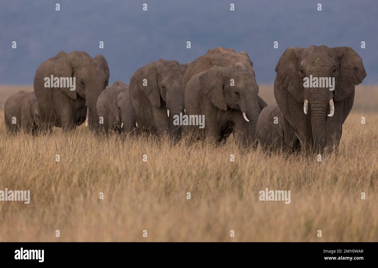 Various Wildlife Scenes Stock Photo - Alamy