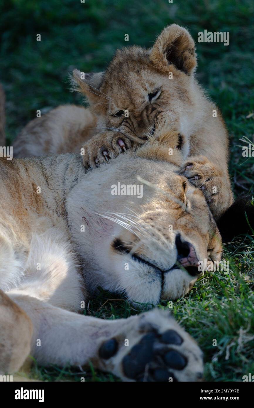 Wildlife scenes hi-res stock photography and images - Alamy